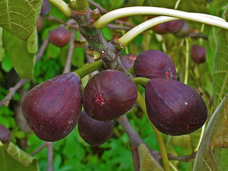 How to Grow Figs - How2GrowIt!