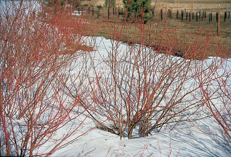 How to Grow Red Twig Dogwood - How2GrowIt!